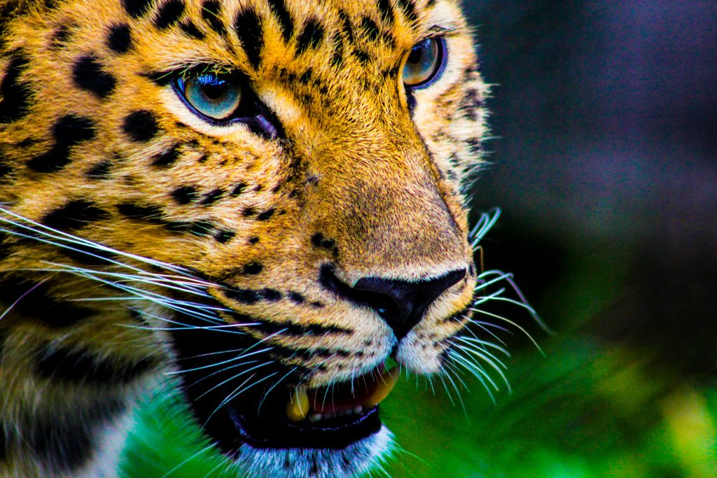 Efforts to Save the Endangered Amur Leopard - Pink bird sinfo