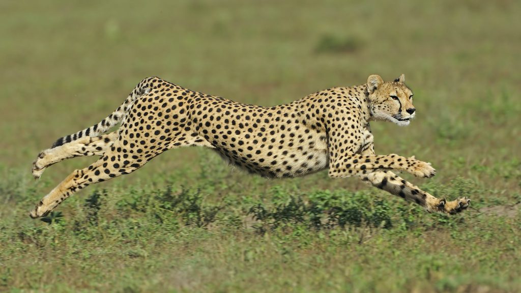 Exploring the Cheetah: The Fastest Animal on Earth - Pink bird sinfo